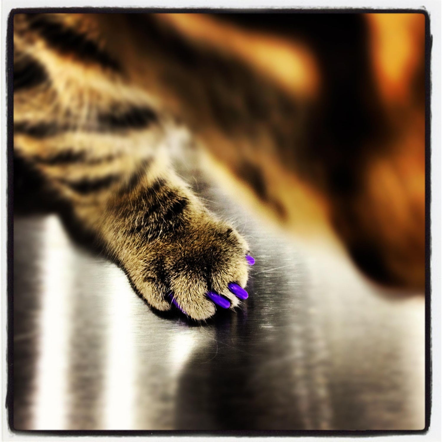 5 Common Myths About Nail Caps for Cats + and the Truth You Should Know ...