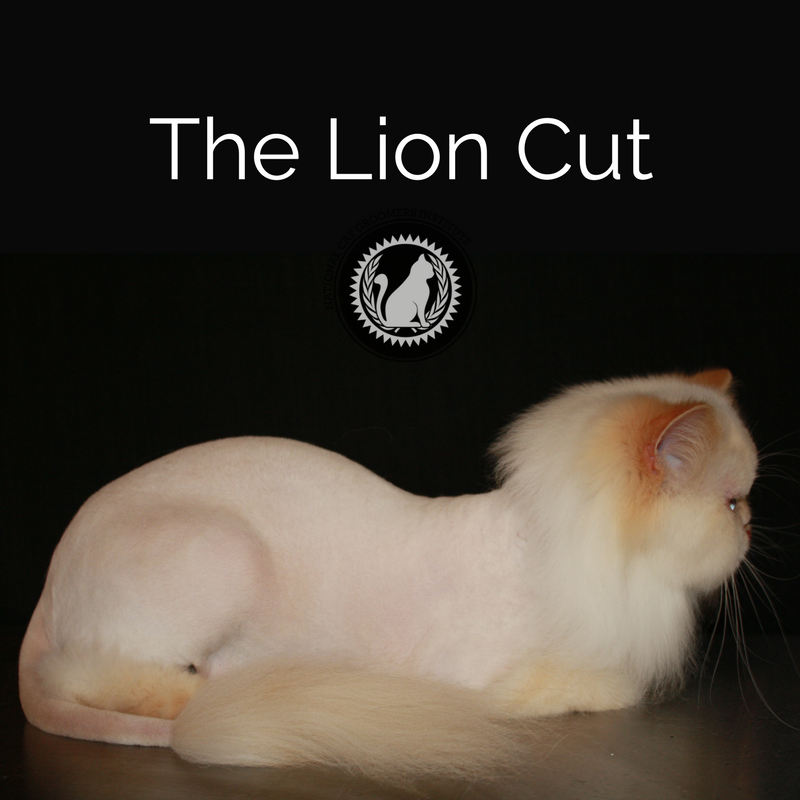Maîtrisez la coupe Lion pour chat avec notre cours détaillé – National ...