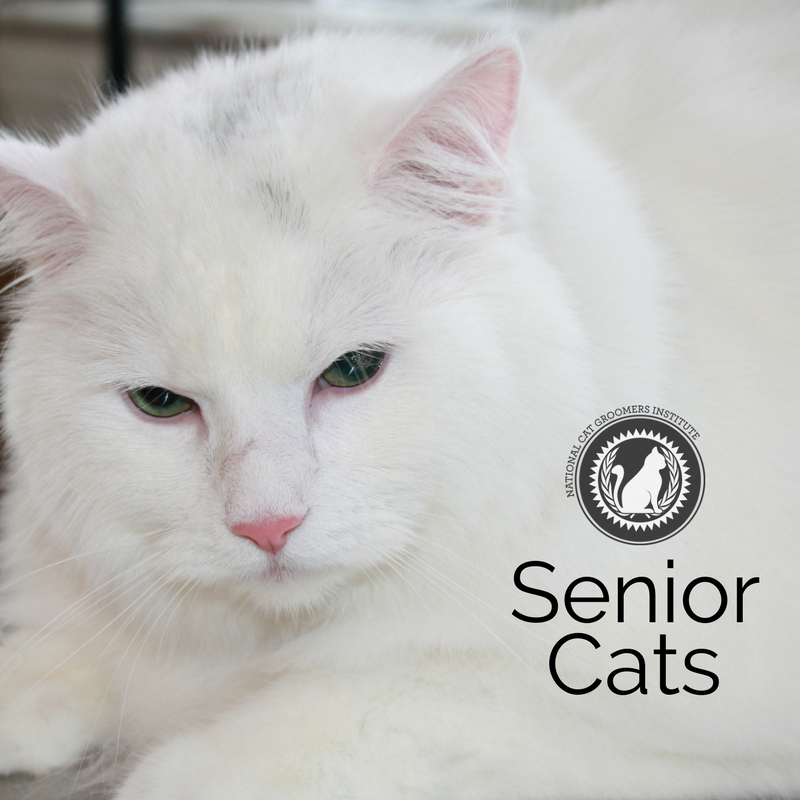 Curso de peluquería para gatos mayores: técnicas para gatos mayores ...